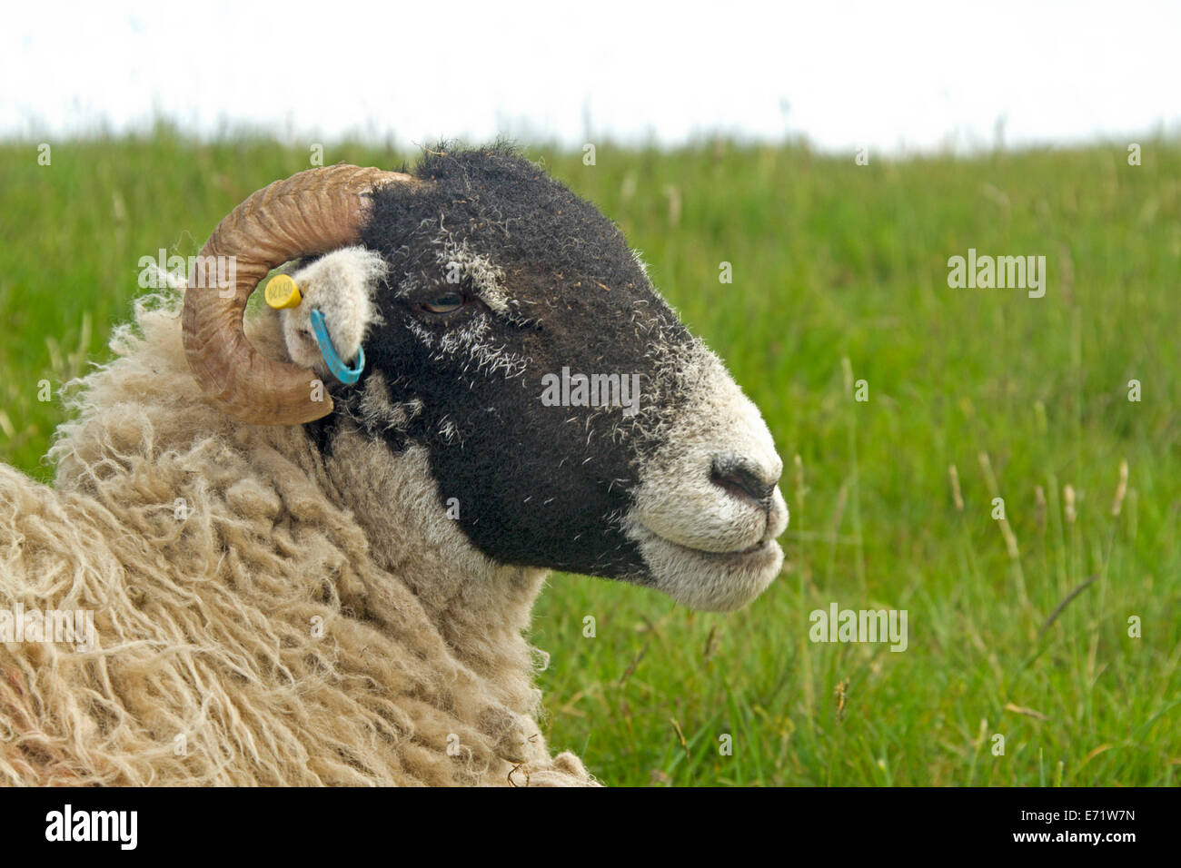 Head Of Swaledale Sheep White Wool And Black Face With Horns Against Background Of Emerald