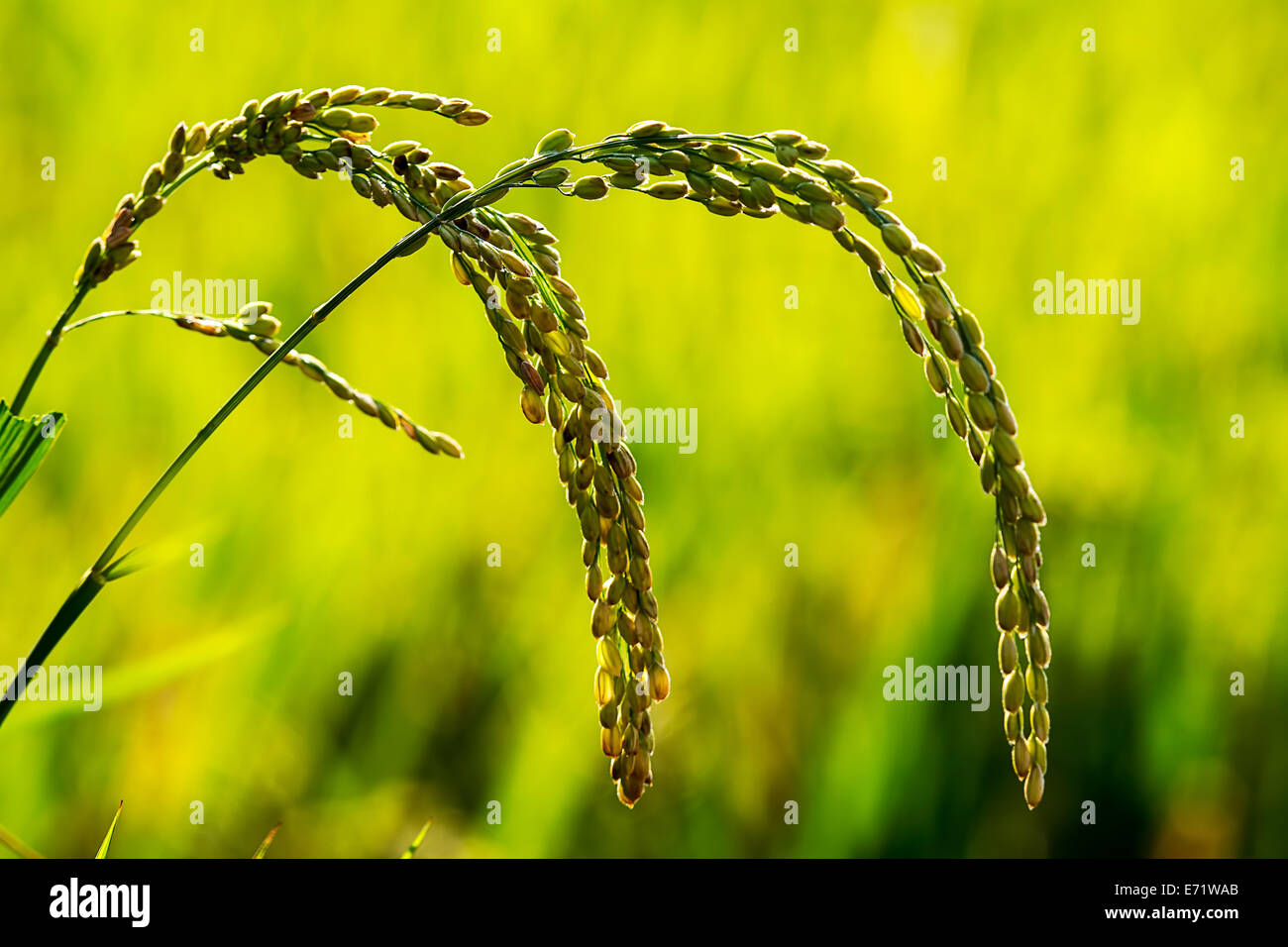 Rice paddy detail hi-res stock photography and images - Alamy