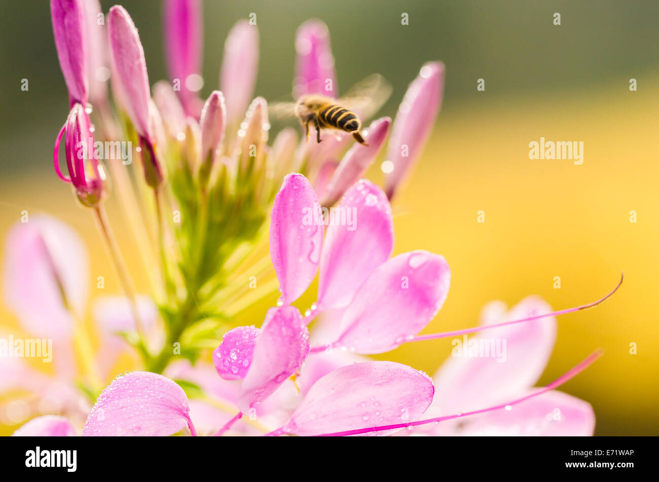 Cleome hassleriana or spider flower or spider plant in the garden or ...