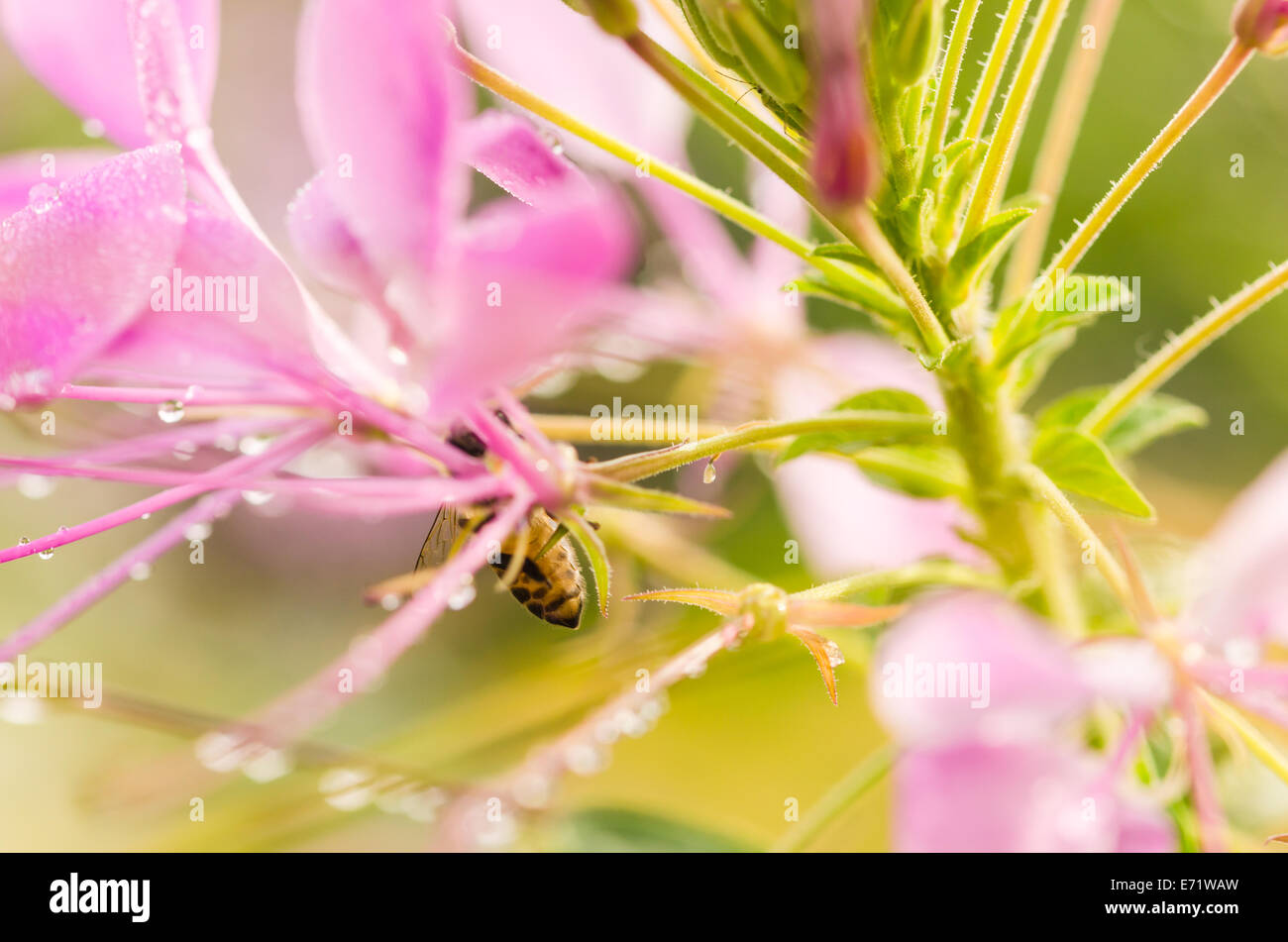 Cleome hassleriana or spider flower or spider plant in the garden or ...