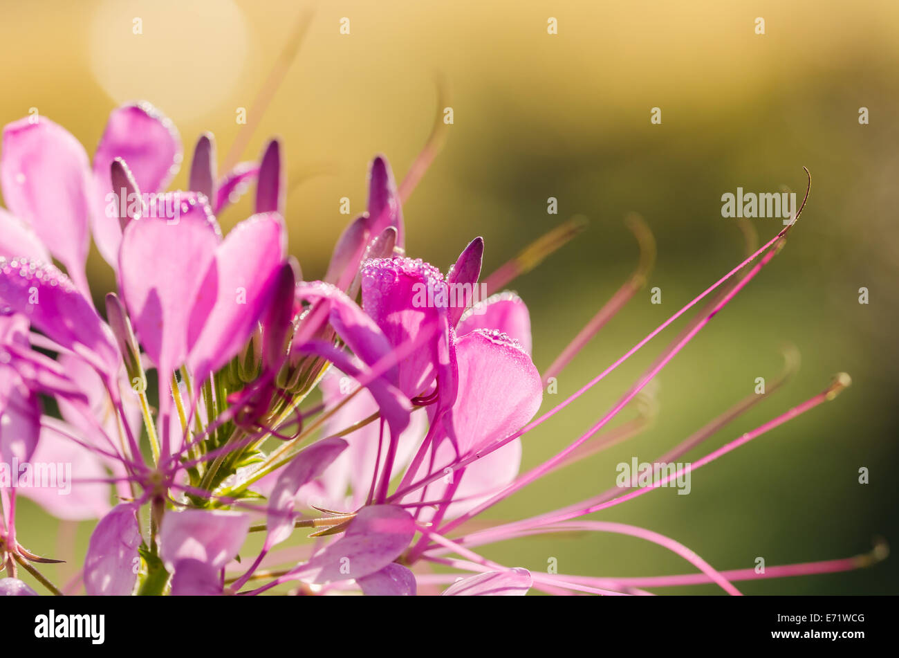 Cleome hassleriana or spider flower or spider plant in the garden or ...