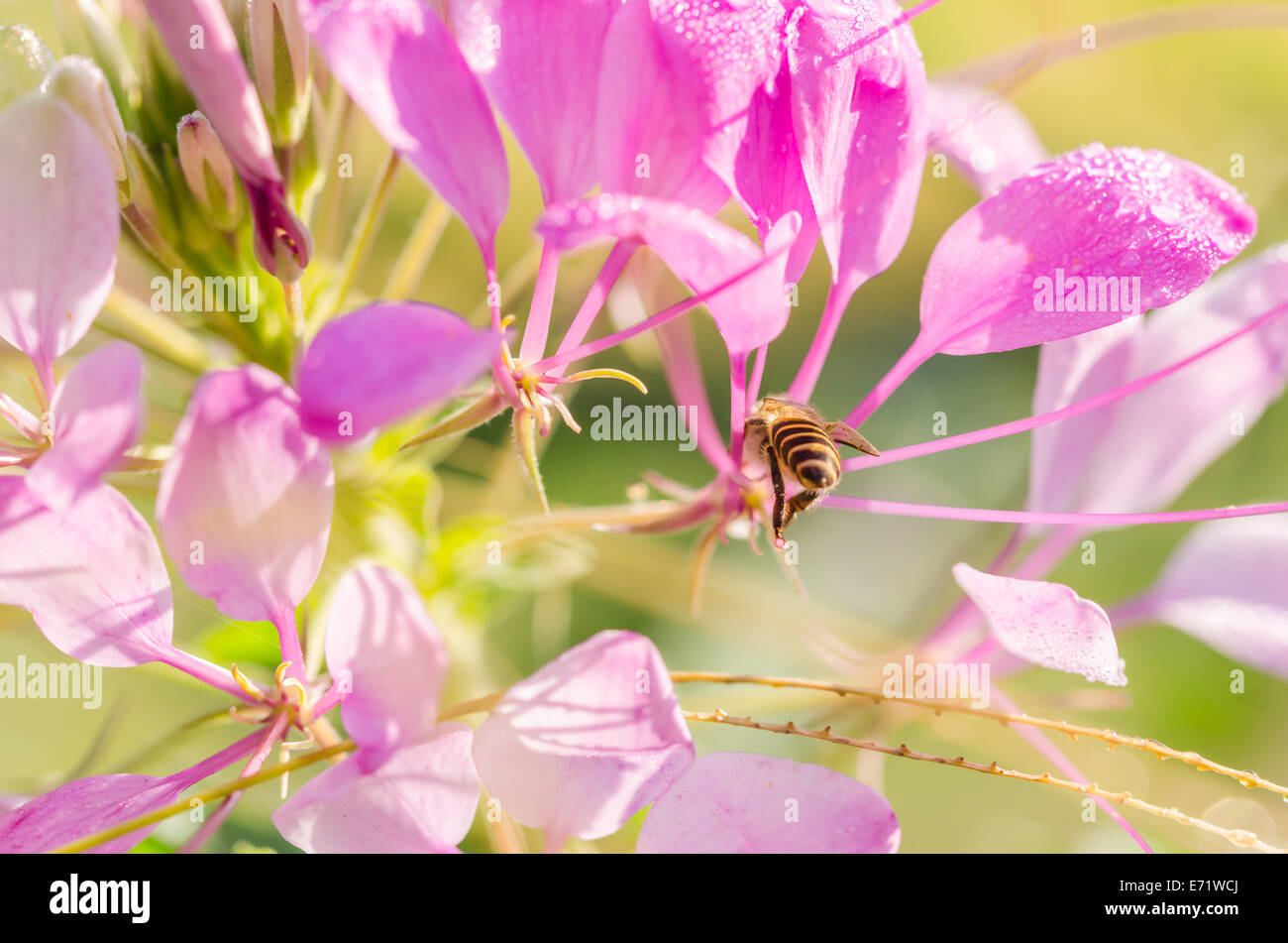 Cleome hassleriana or spider flower or spider plant in the garden or ...