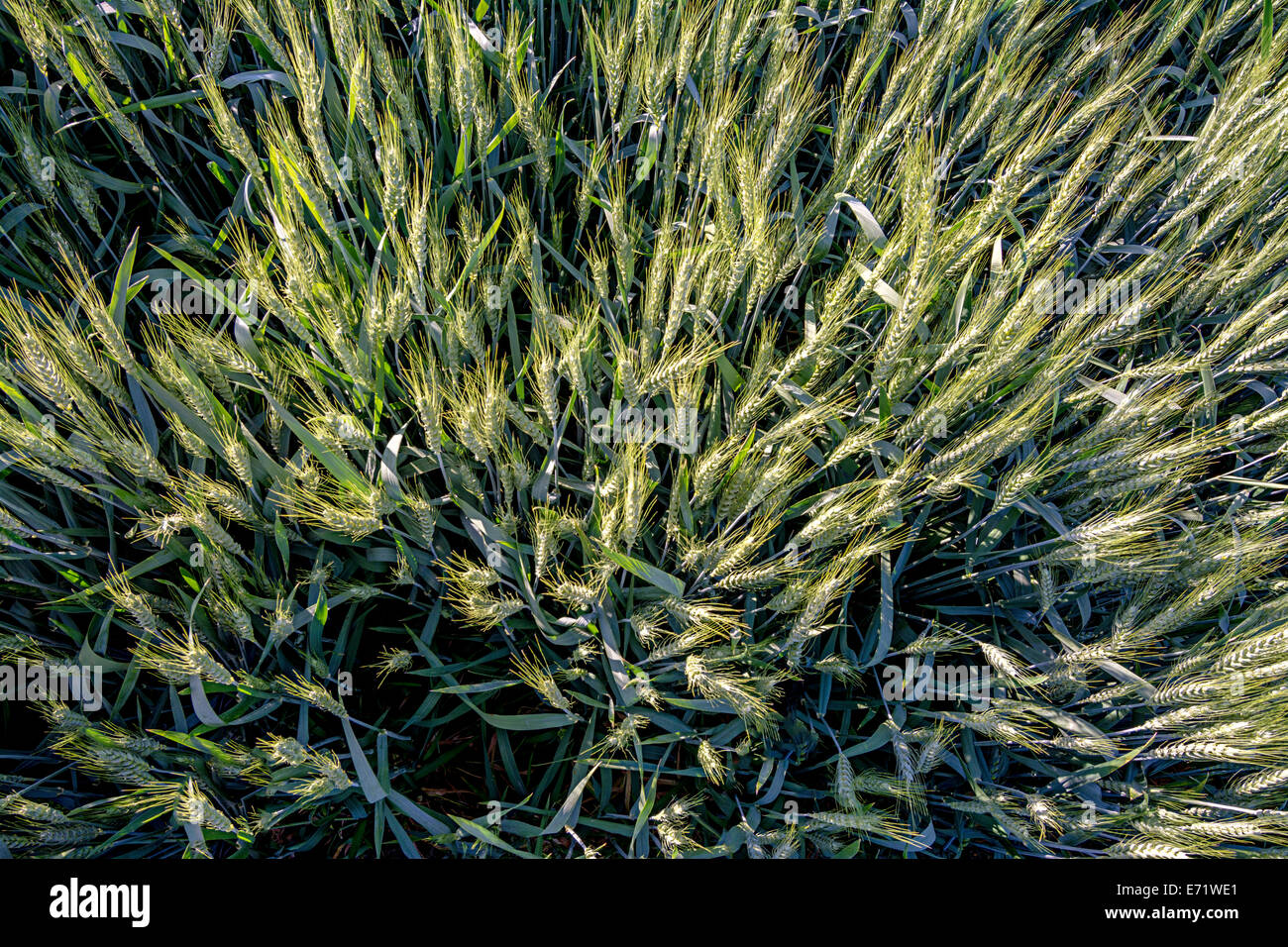 Young spring wheat green in the morning light Stock Photo - Alamy