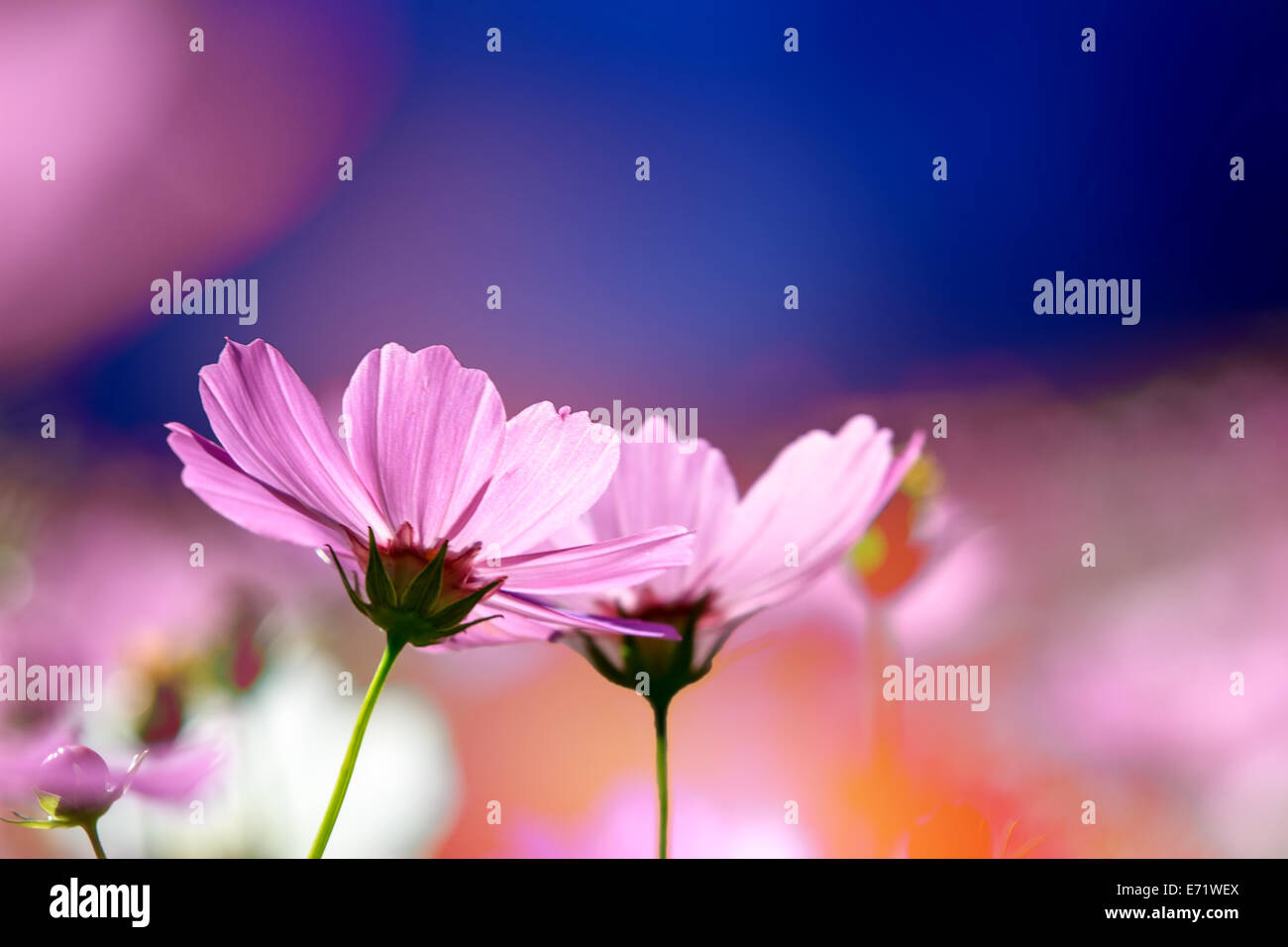 Uneven flowers hi-res stock photography and images - Alamy