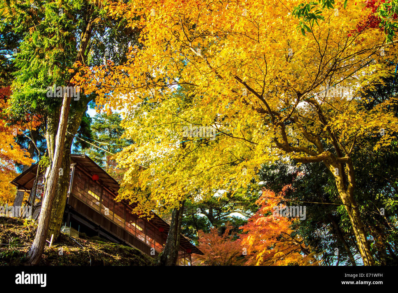 Jingo temple hi-res stock photography and images - Alamy