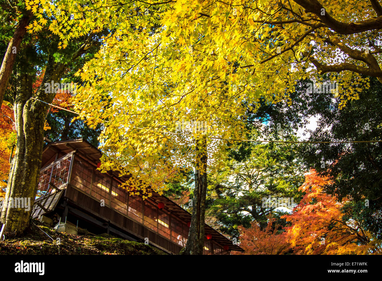 Kyoto, Japan - November 20, 2013: Jingo-ji is a Buddhist temple in ...