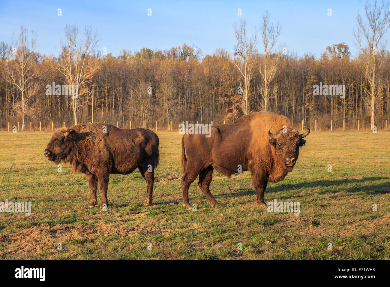 Aurochs High Resolution Stock Photography and Images - Alamy