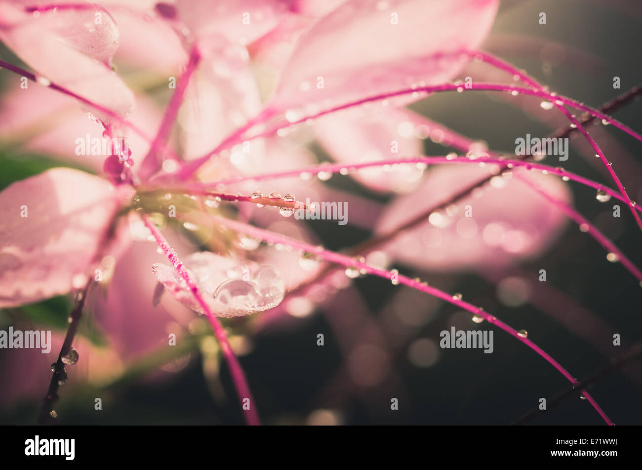 Cleome hassleriana or spider flower or spider plant in the garden or ...