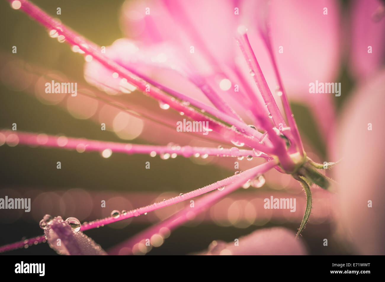 Cleome hassleriana or spider flower or spider plant in the garden or ...