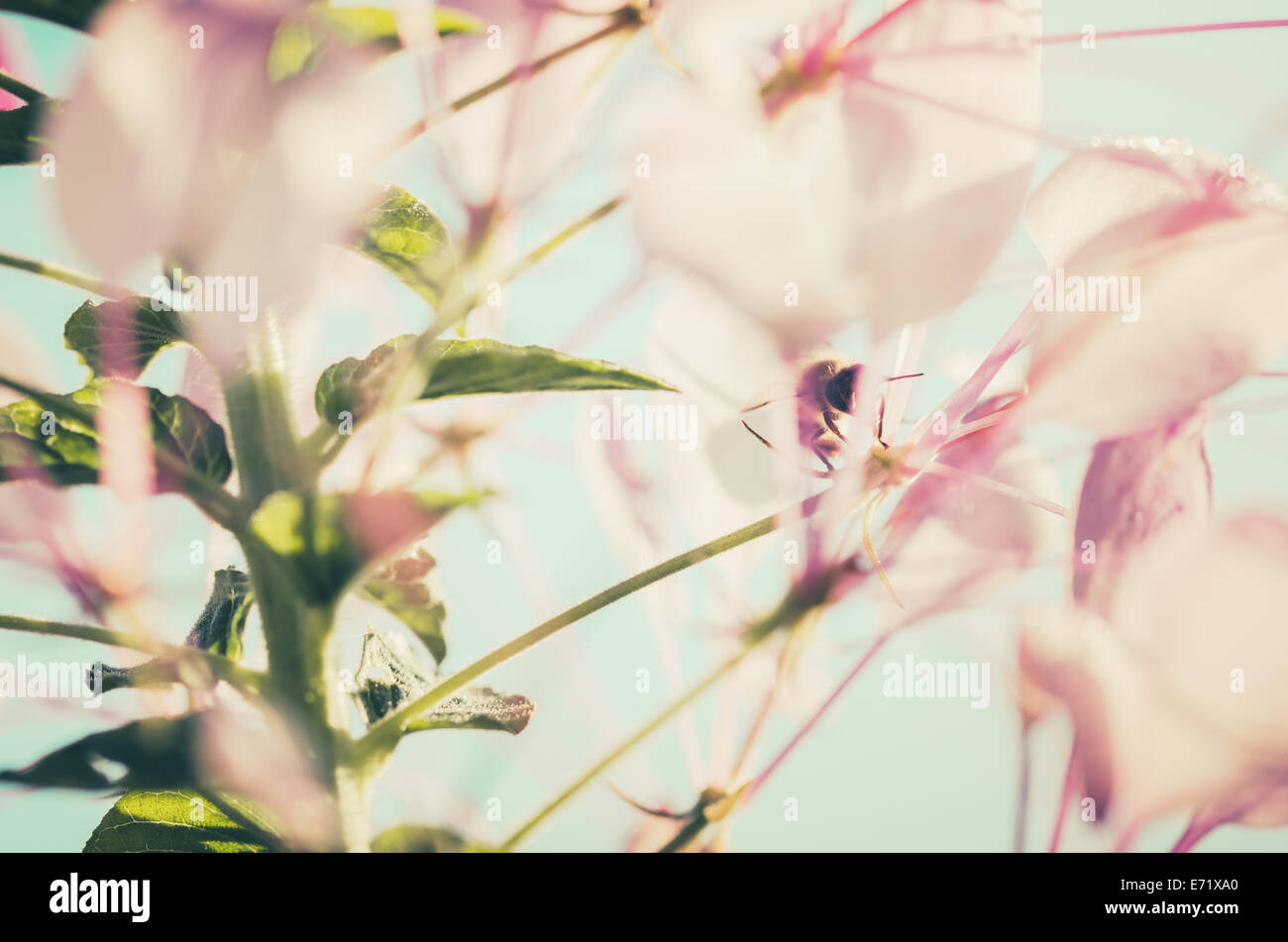 Cleome hassleriana or spider flower or spider plant in the garden or ...