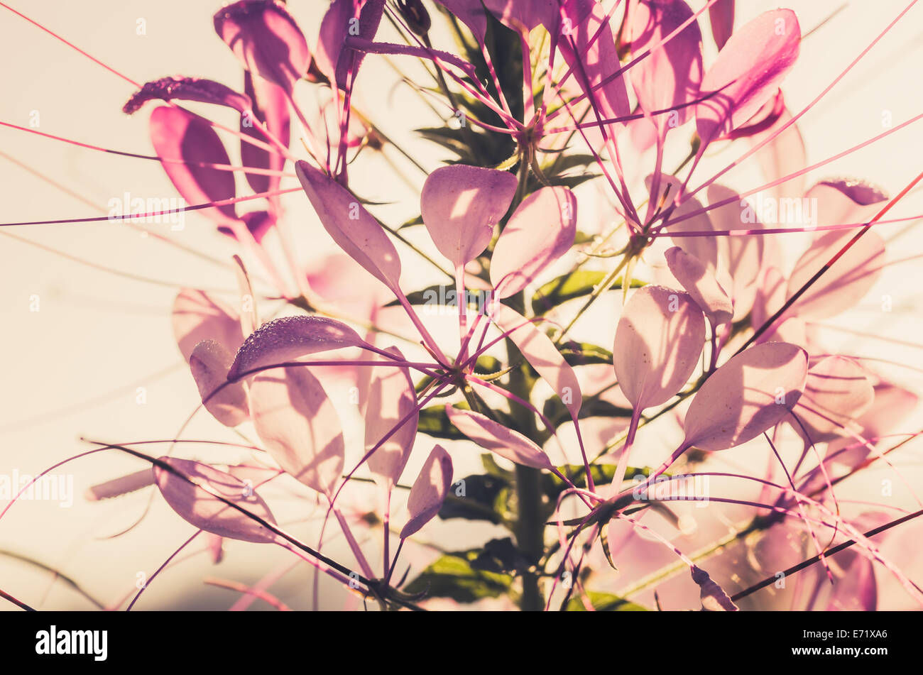 Cleome hassleriana or spider flower or spider plant in the garden or ...