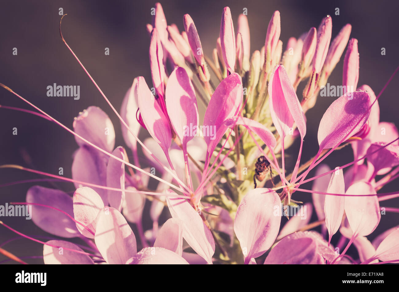 Cleome hassleriana or spider flower or spider plant in the garden or ...
