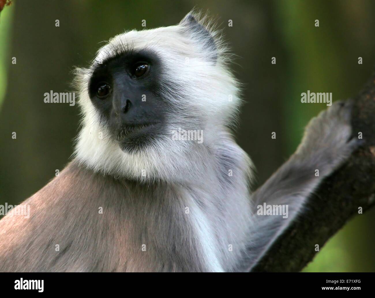 Northern plains gray langur hi-res stock photography and images - Alamy