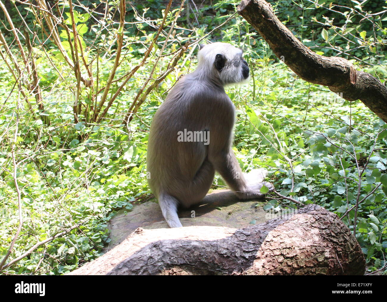 Northern plains gray langur (Semnopithecus entellus Stock Photo - Alamy