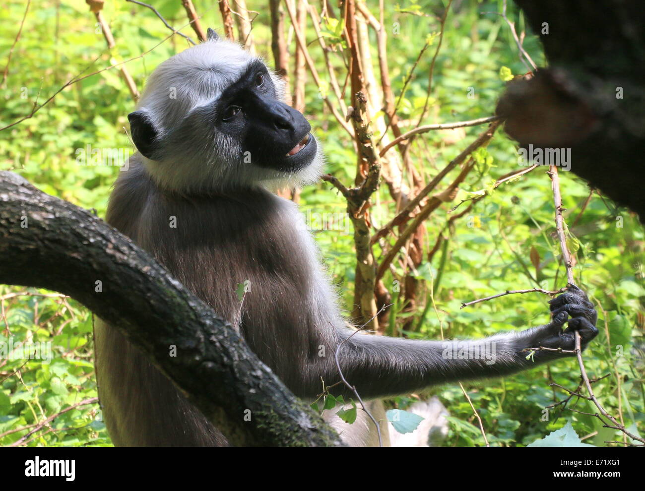 Northern plains gray langur (Semnopithecus entellus Stock Photo - Alamy