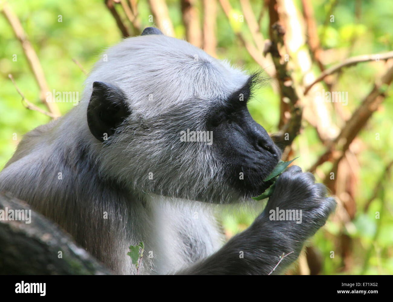 Indian Northern plains gray langur (Semnopithecus entellus) seen in ...