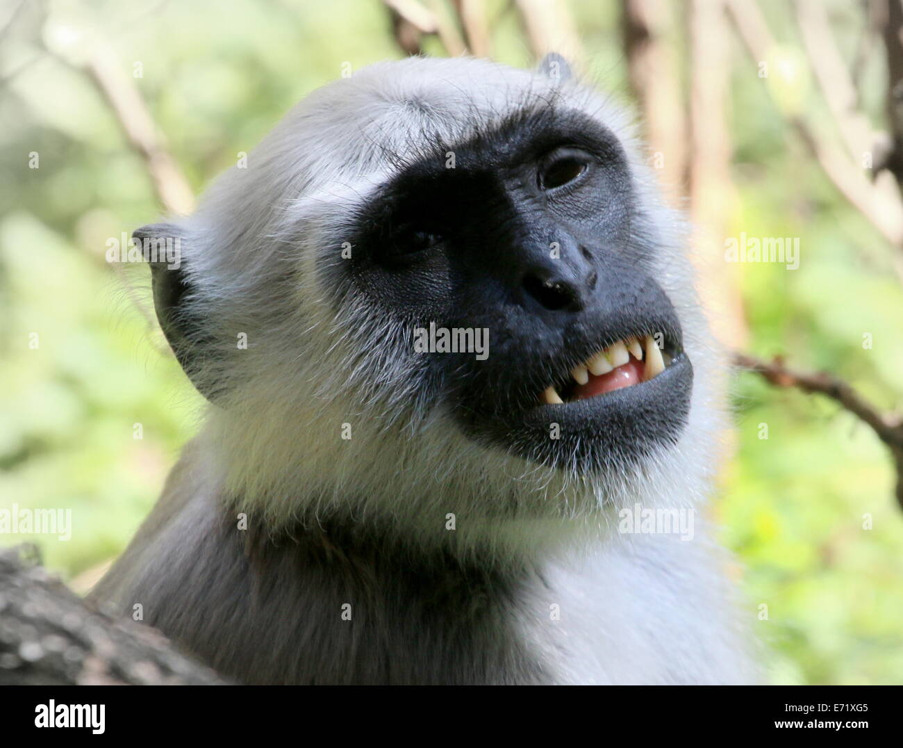 Langur comun hi-res stock photography and images - Alamy