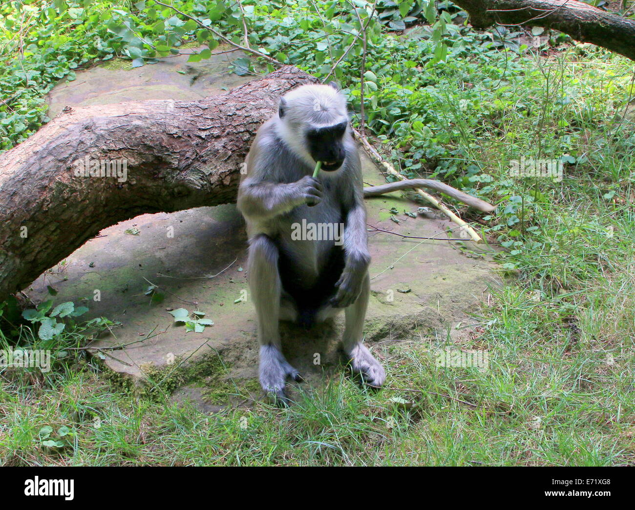 Northern plains gray langur (Semnopithecus entellus) chewing on a ...