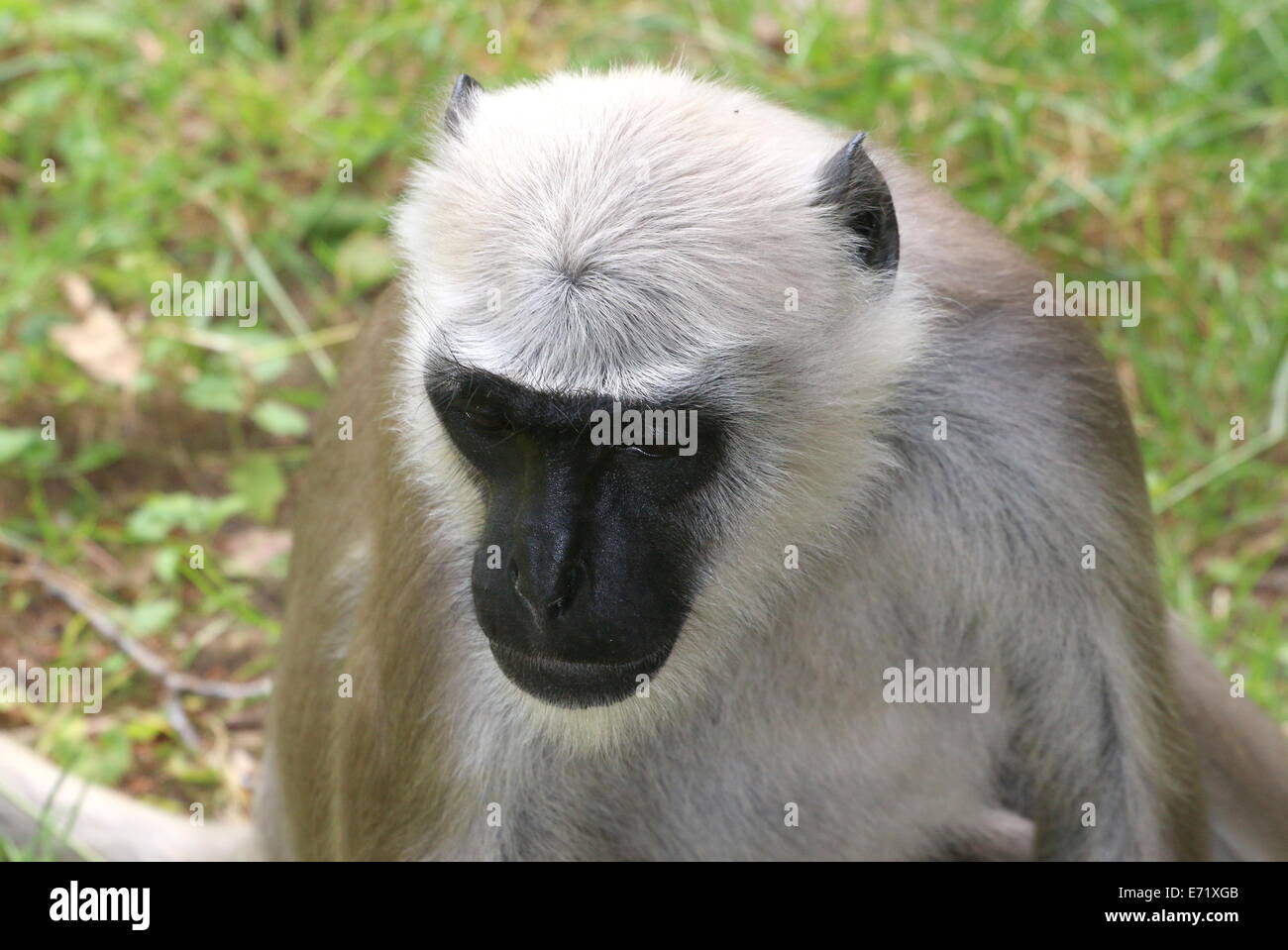 Northern plains gray langur (Semnopithecus entellus Stock Photo - Alamy