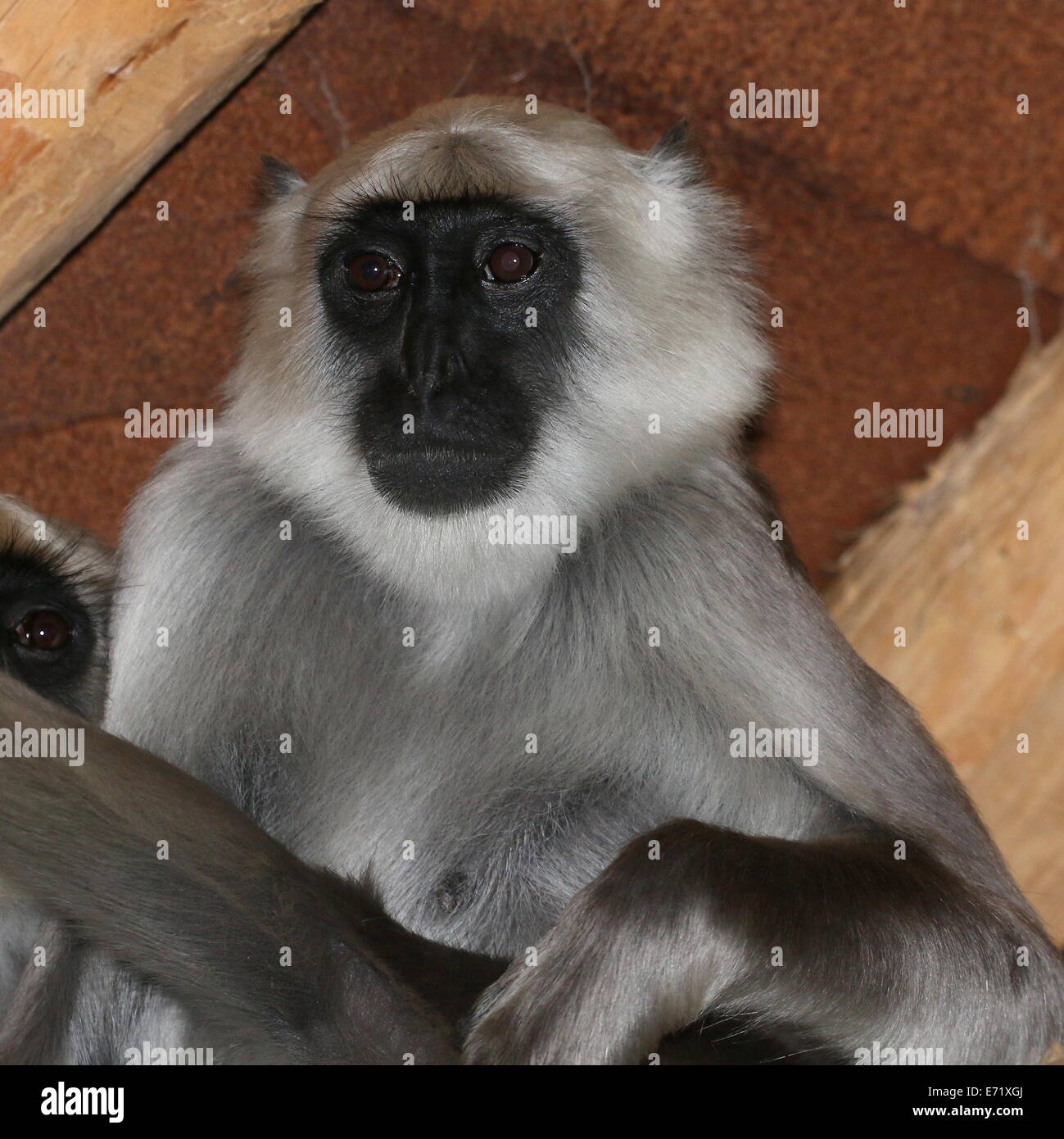 Male Northern plains gray langur (Semnopithecus entellus Stock Photo ...