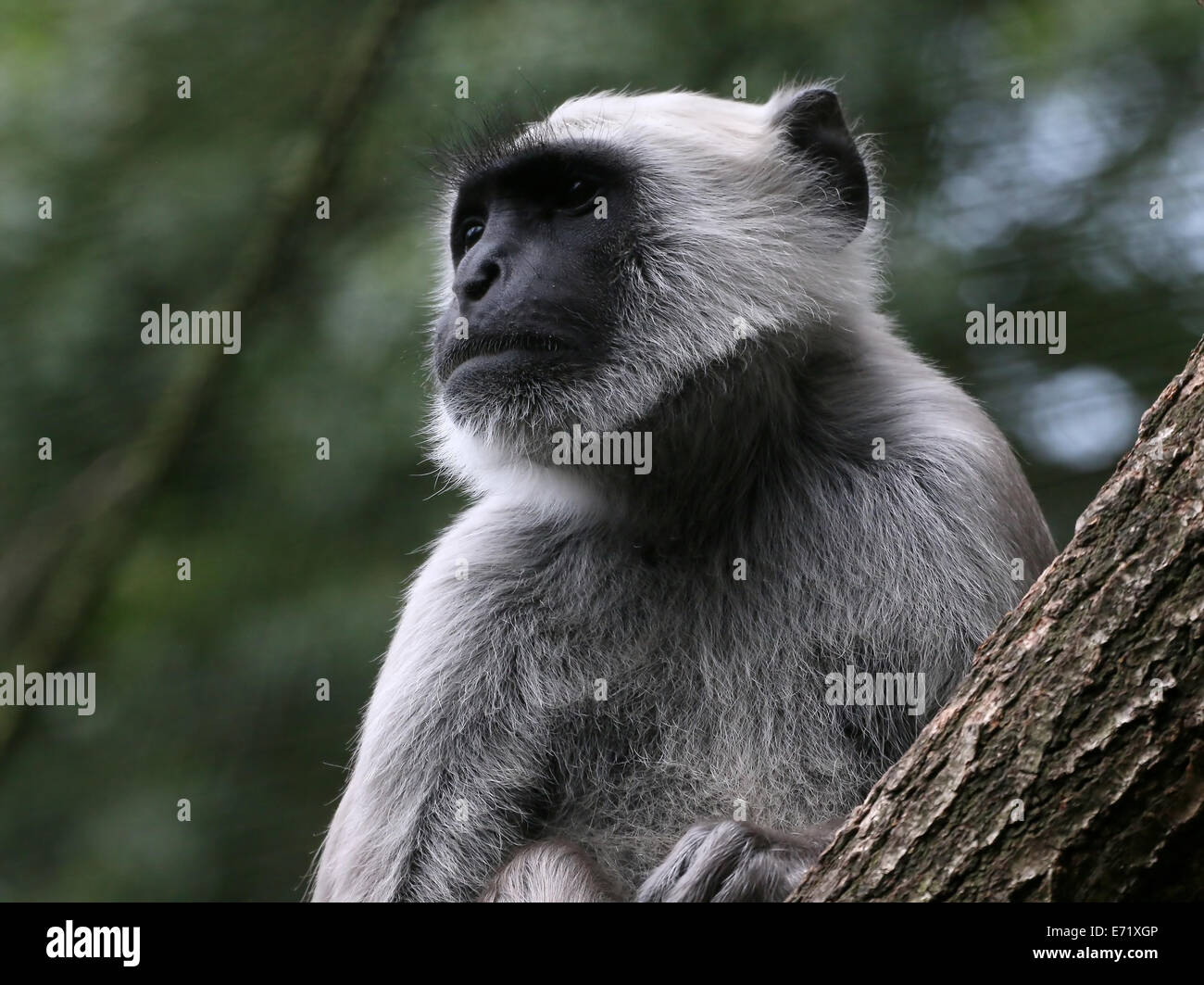 Northern plains gray langur semnopithecus entellus hi-res stock ...