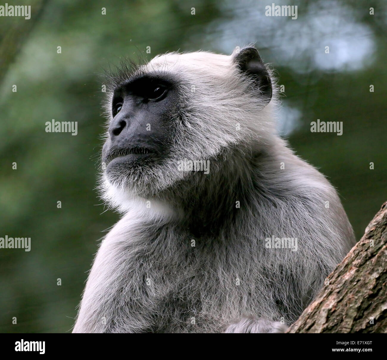 Northern plains gray langur (Semnopithecus entellus Stock Photo - Alamy
