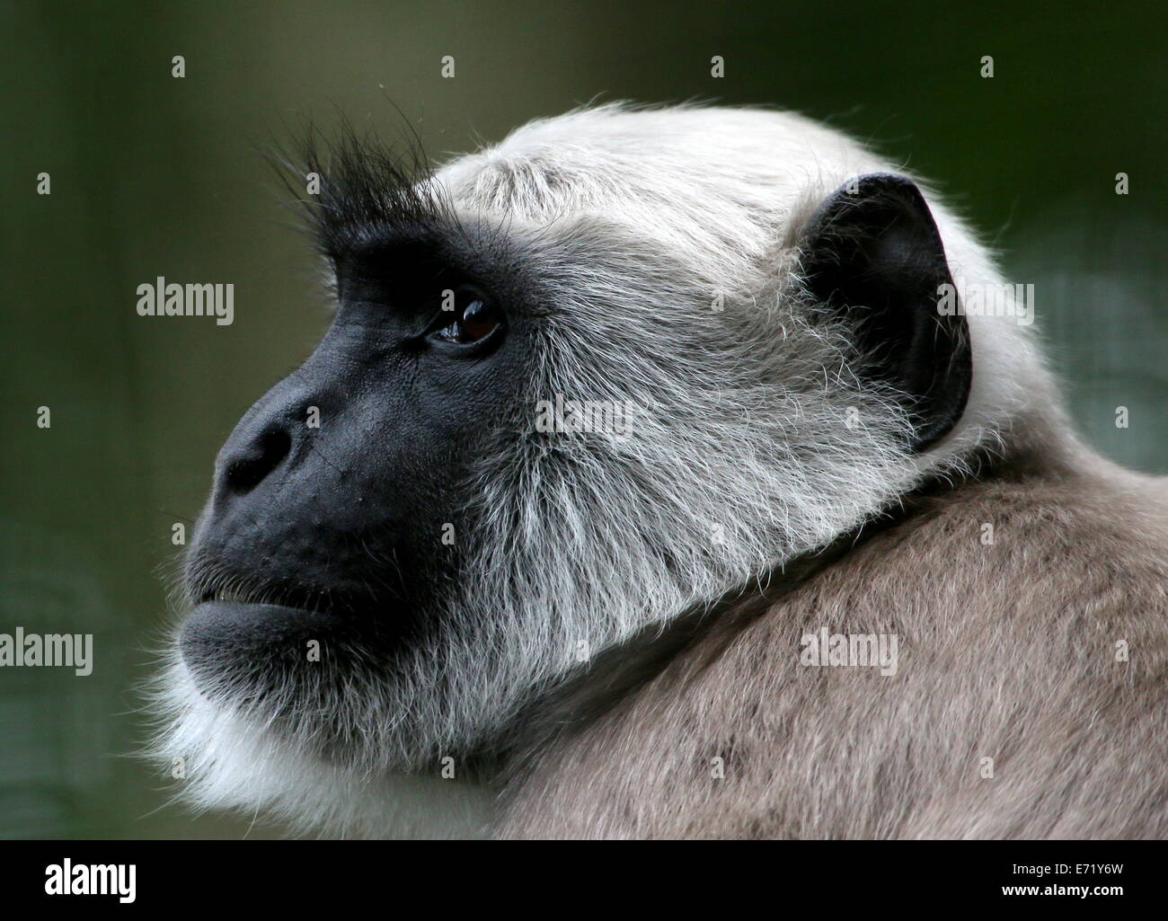 Pensive looking Northern plains gray langur (Semnopithecus entellus ...