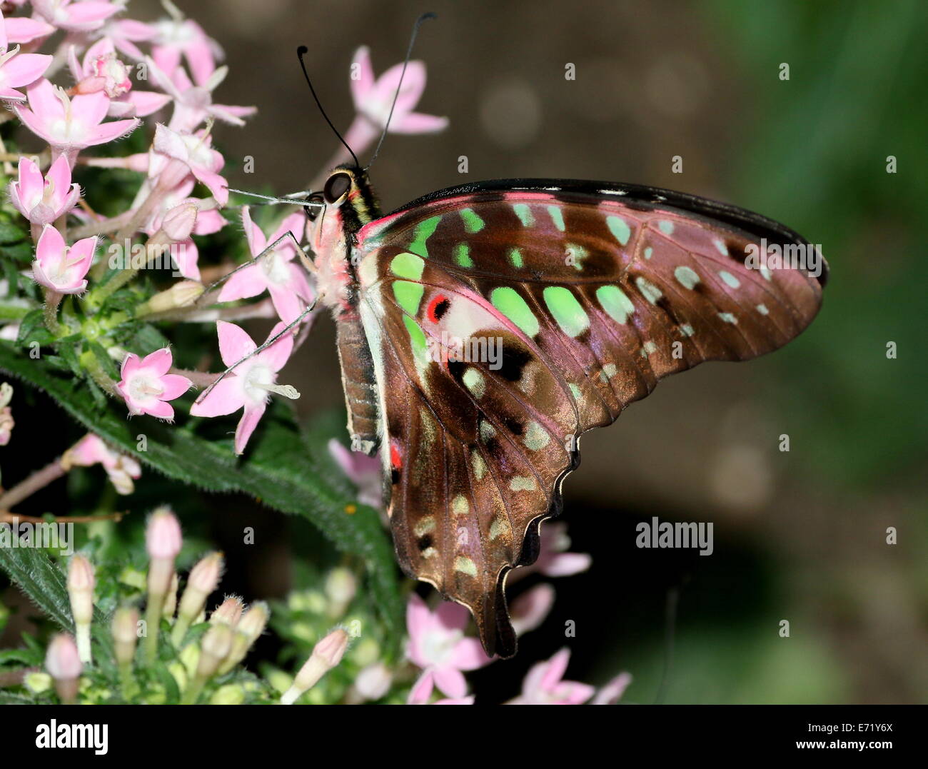 Tailed Green Jay Butterfly (Graphium agamemnon) aka Green Triangle or ...