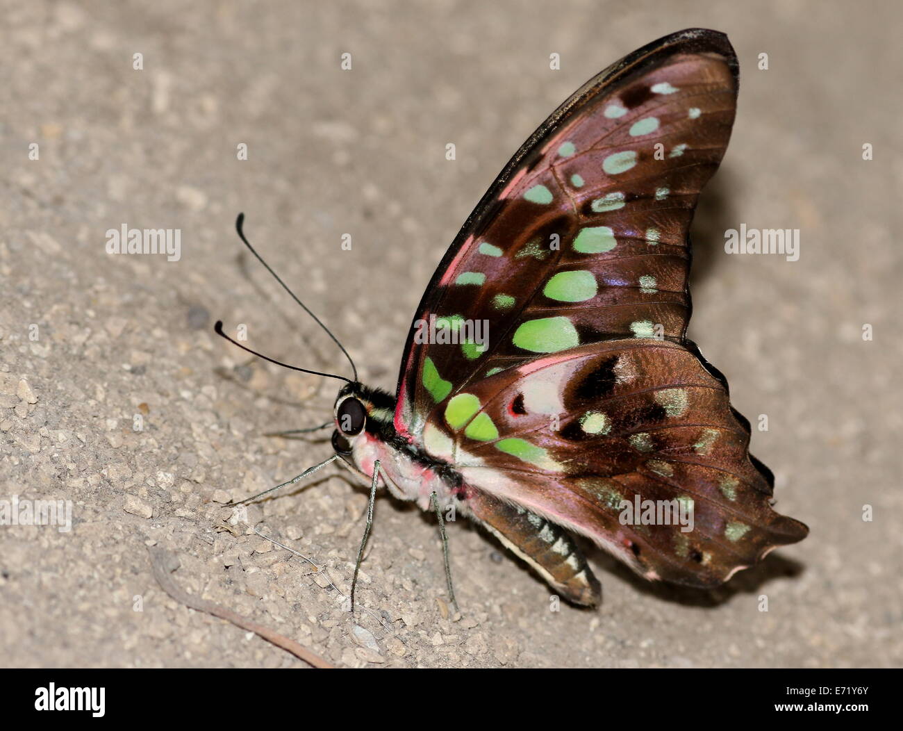 Tailed Green Jay Butterfly (Graphium agamemnon) a.k.a. Green Triangle ...