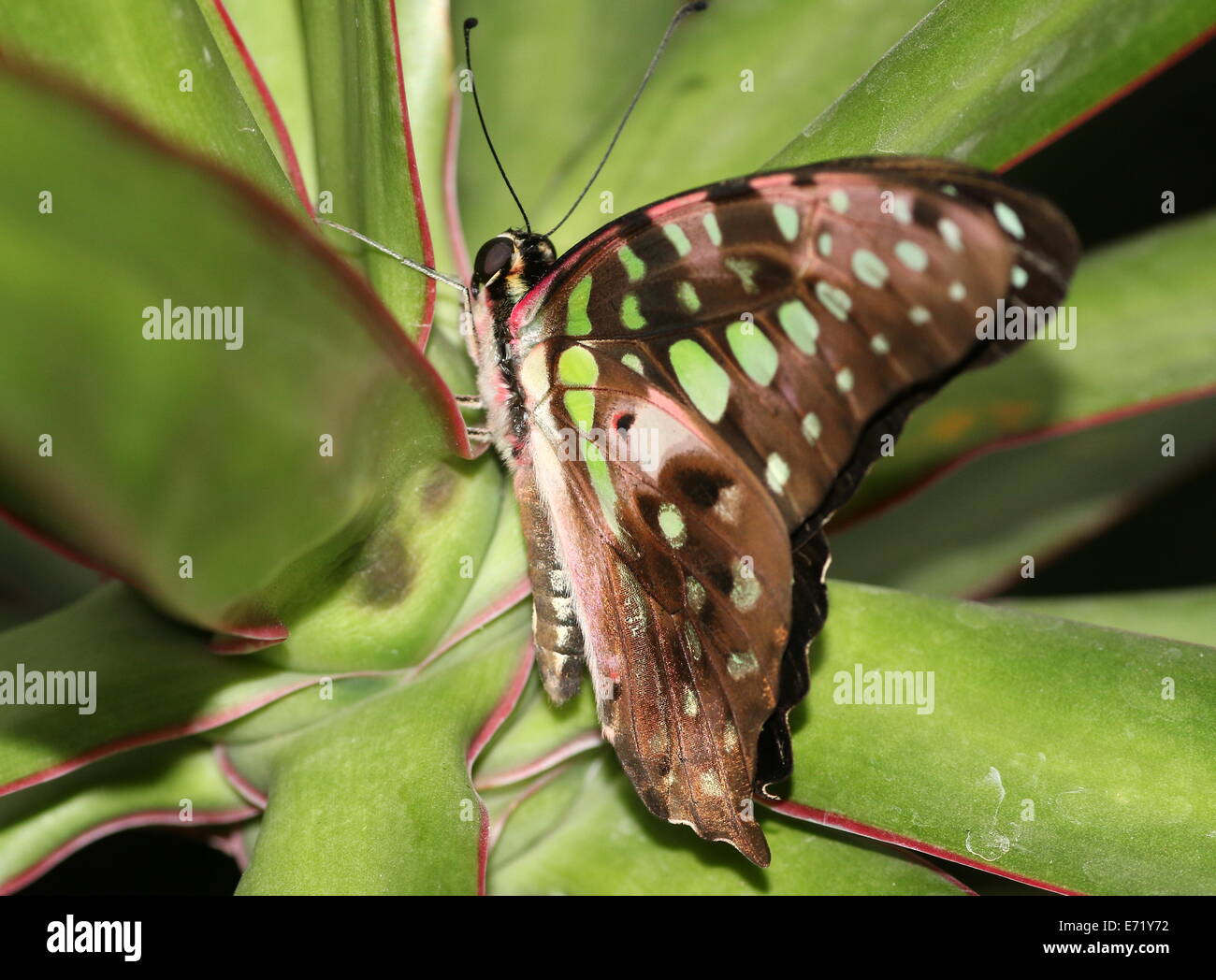 Tailed Green Jay Butterfly (Graphium agamemnon) a.k.a. Green Triangle ...