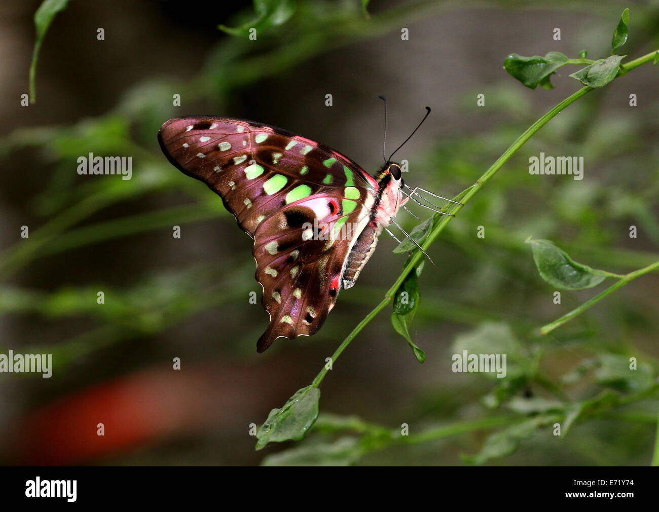 Tailed Green Jay Butterfly (Graphium agamemnon) a.k.a. Green Triangle ...