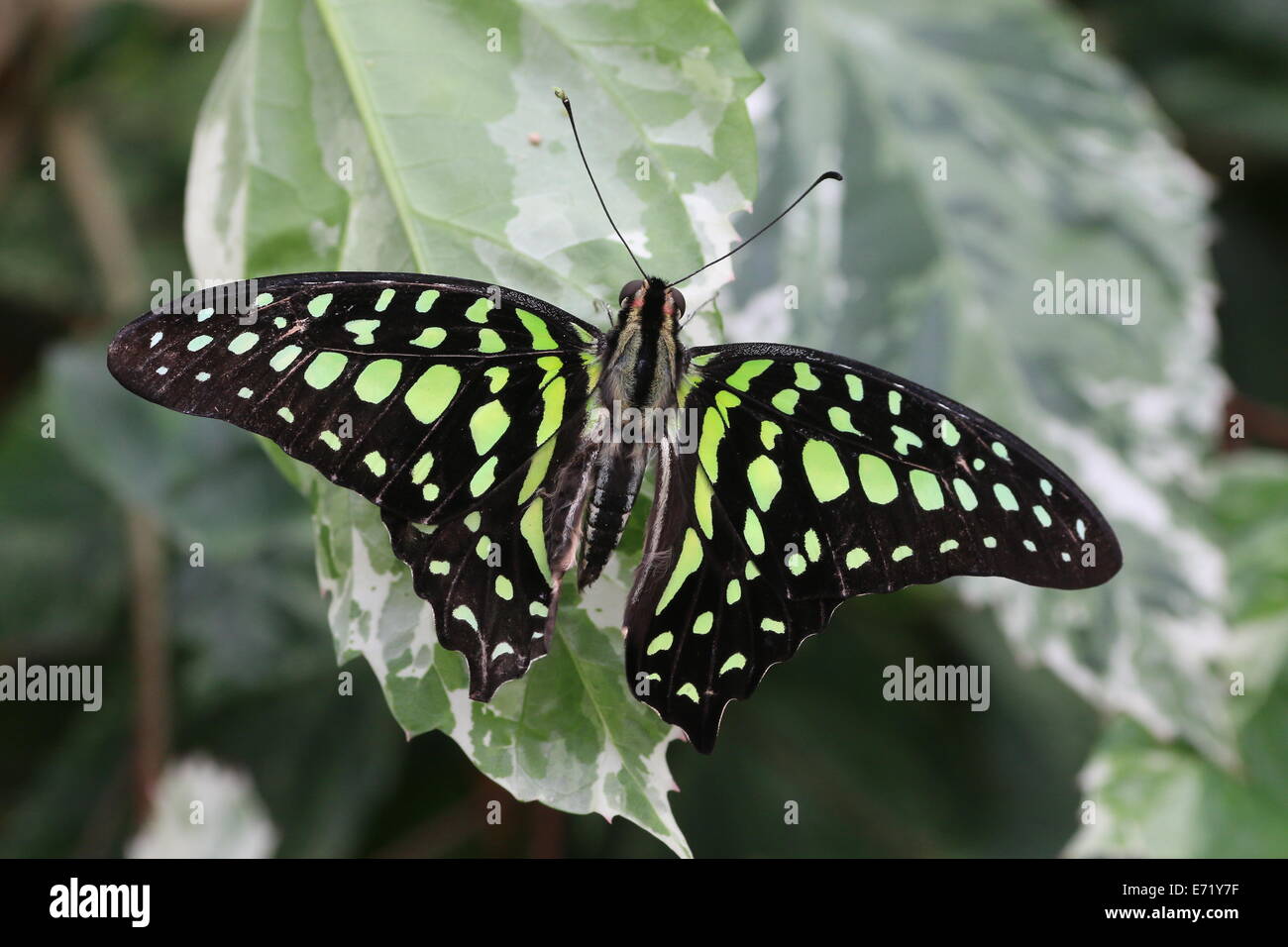 Tailed Green Jay Butterfly (Graphium agamemnon) a.k.a. Green Triangle ...