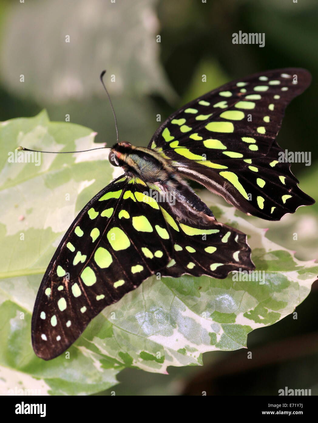 Tailed Green Jay Butterfly (Graphium agamemnon) a.k.a. Green Triangle ...