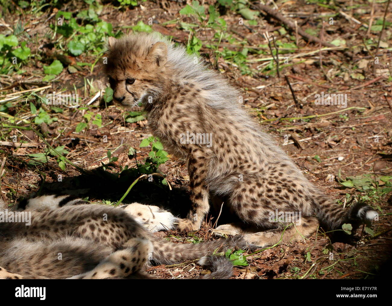 Juvenile cheetahs hi-res stock photography and images - Alamy