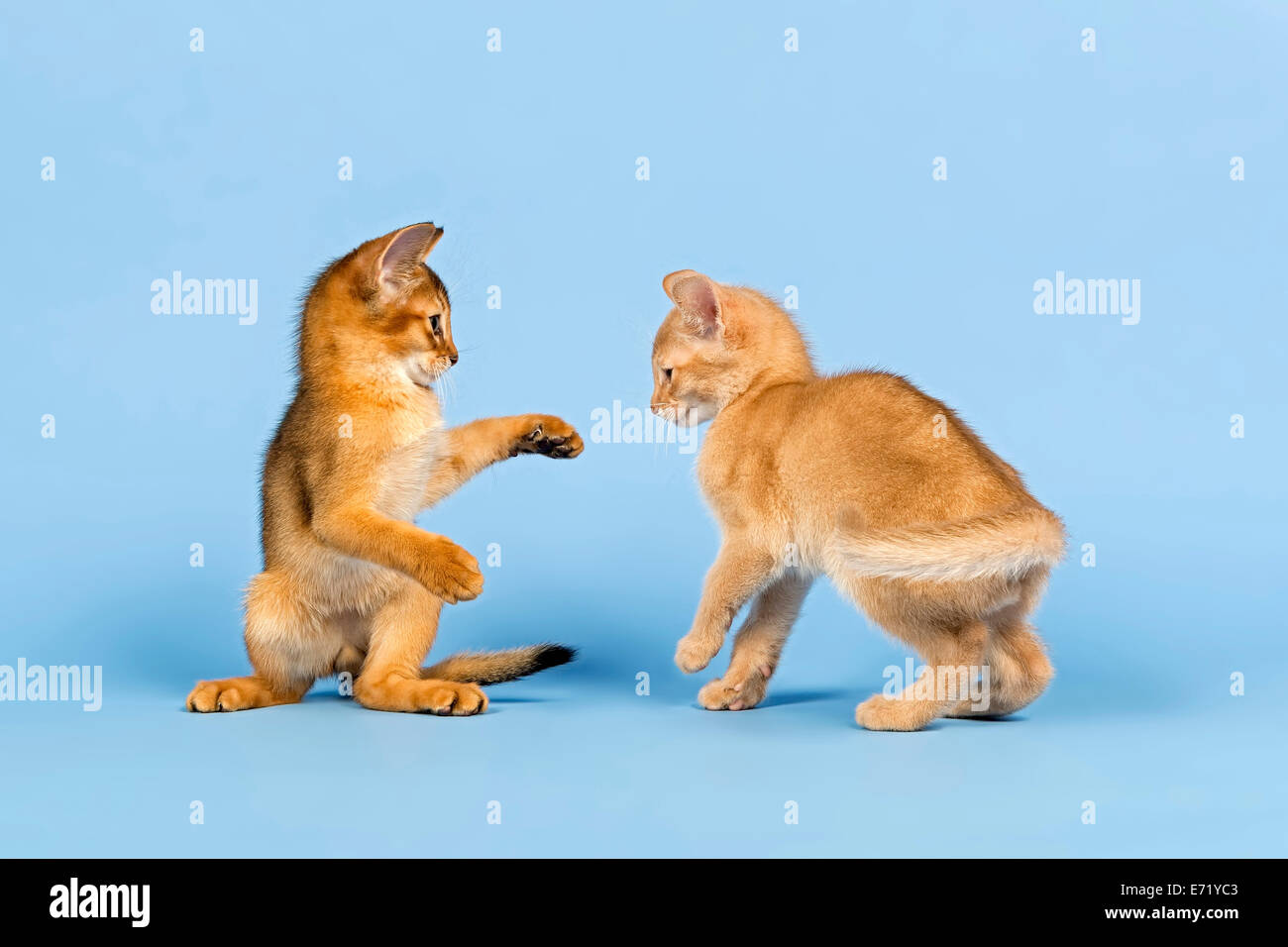 Kittens playing together hi-res stock photography and images - Alamy