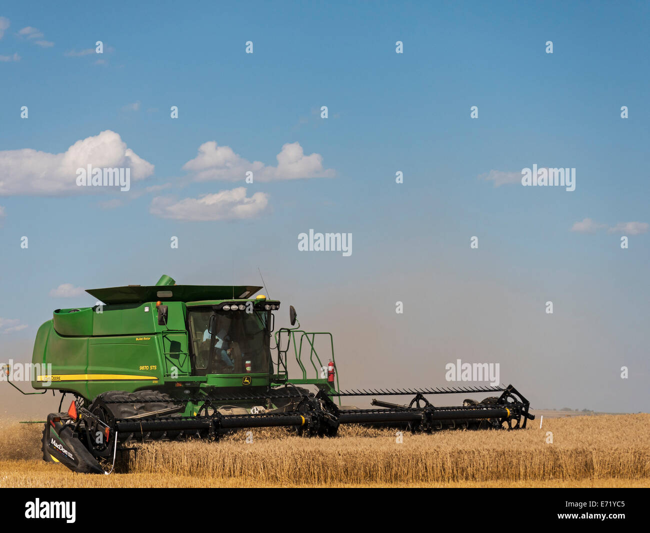 A farmer in a combine harvester harvests a field of wheat near Seven ...
