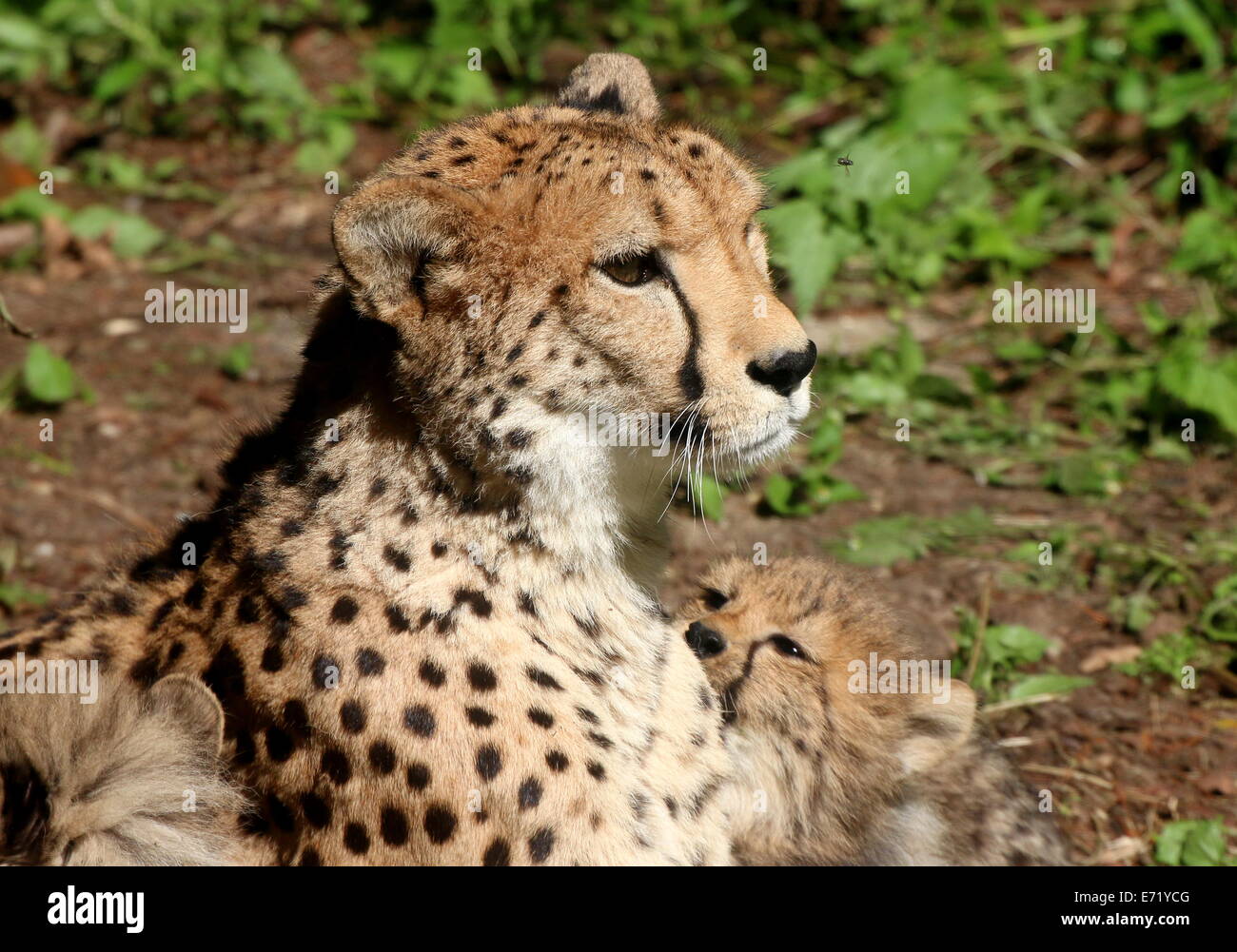 Female cheetas hi-res stock photography and images - Alamy