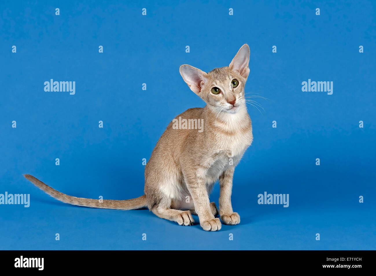 Oriental shorthair cat hi-res stock photography and images - Alamy