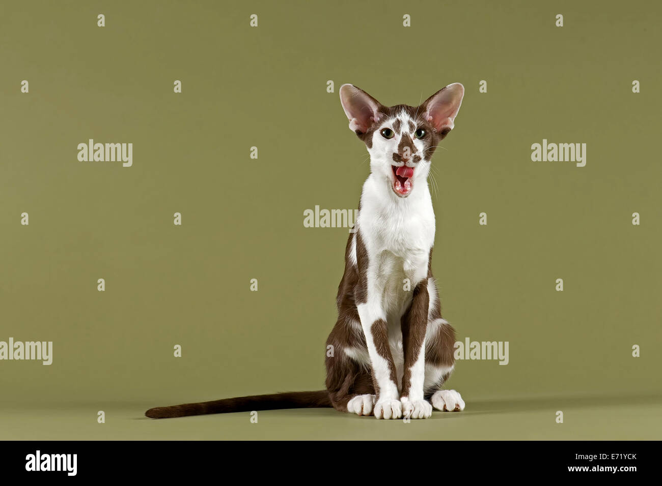 Oriental shorthair cat hi-res stock photography and images - Alamy