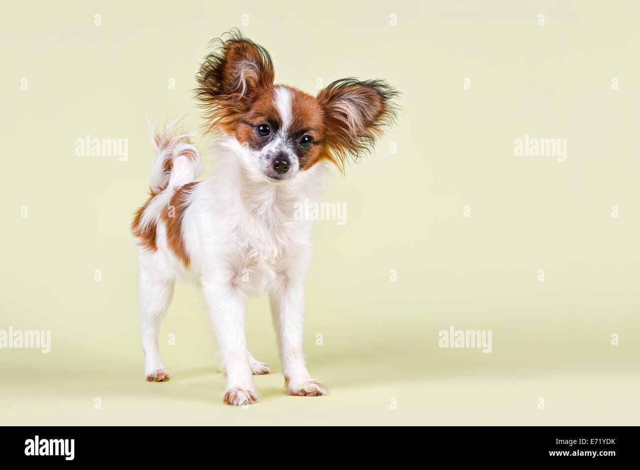 Papillon Puppy High Resolution Stock Photography and Images - Alamy