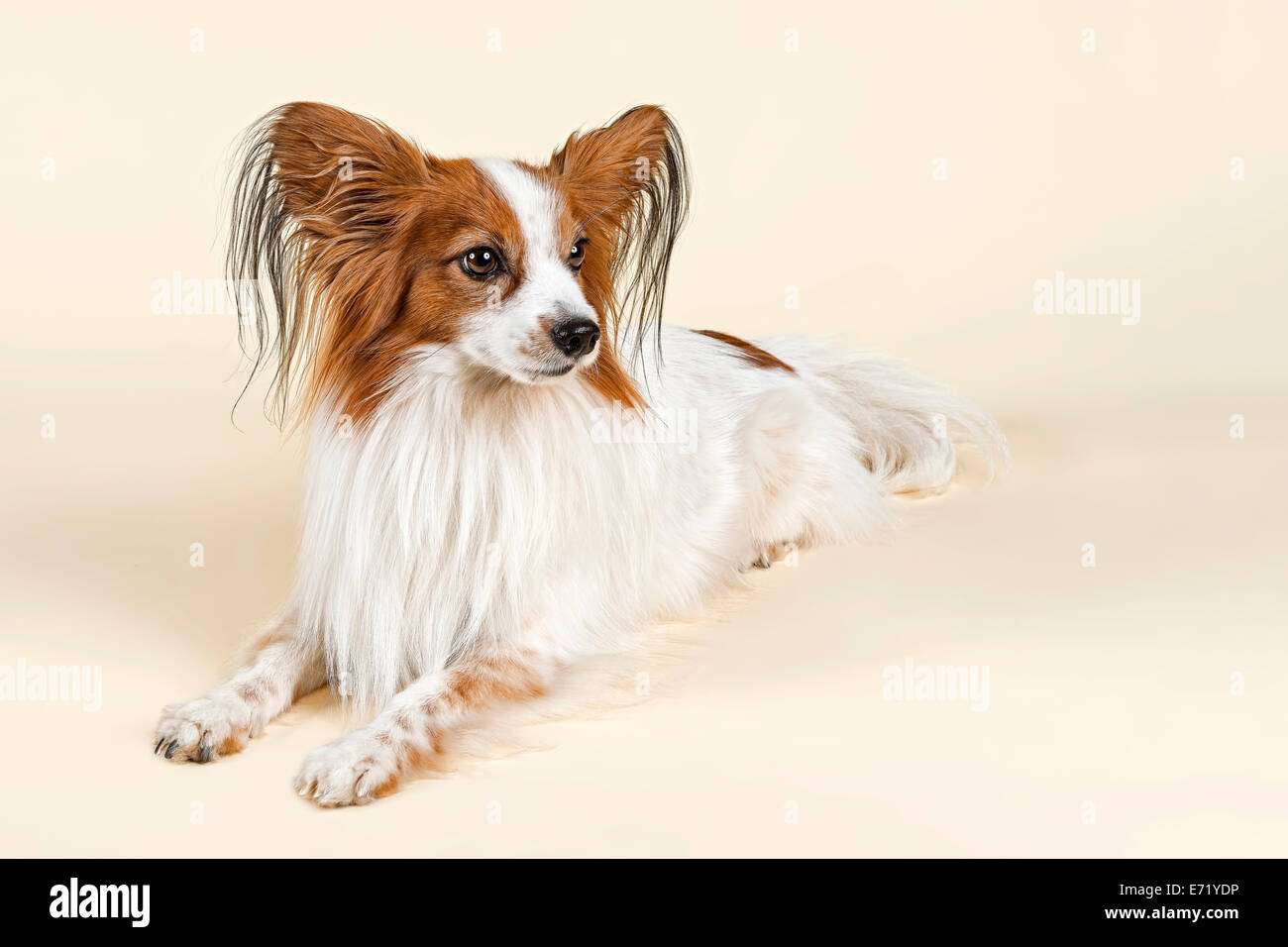 Papillon dog hi-res stock photography and images - Alamy
