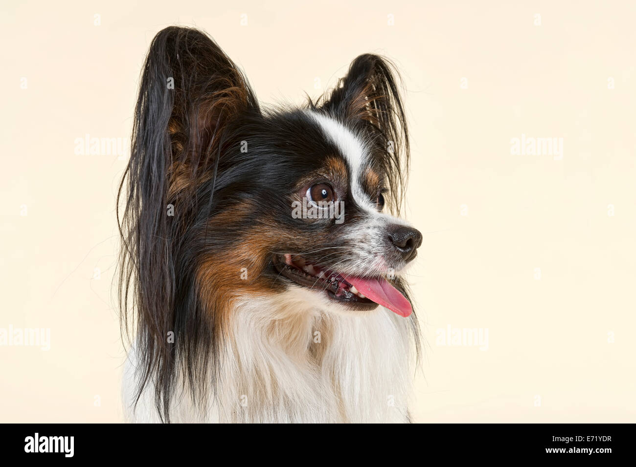 Papillon, male, 4 years, tricolor Stock Photo - Alamy