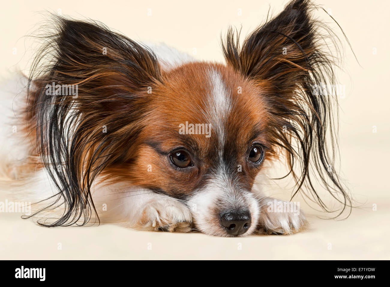 Cute papillon hi-res stock photography and images - Alamy