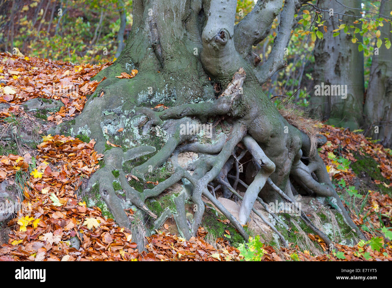 Tree roots of a Beech (Fagus sp.), Harz Mountains, Saxony-Anhalt ...
