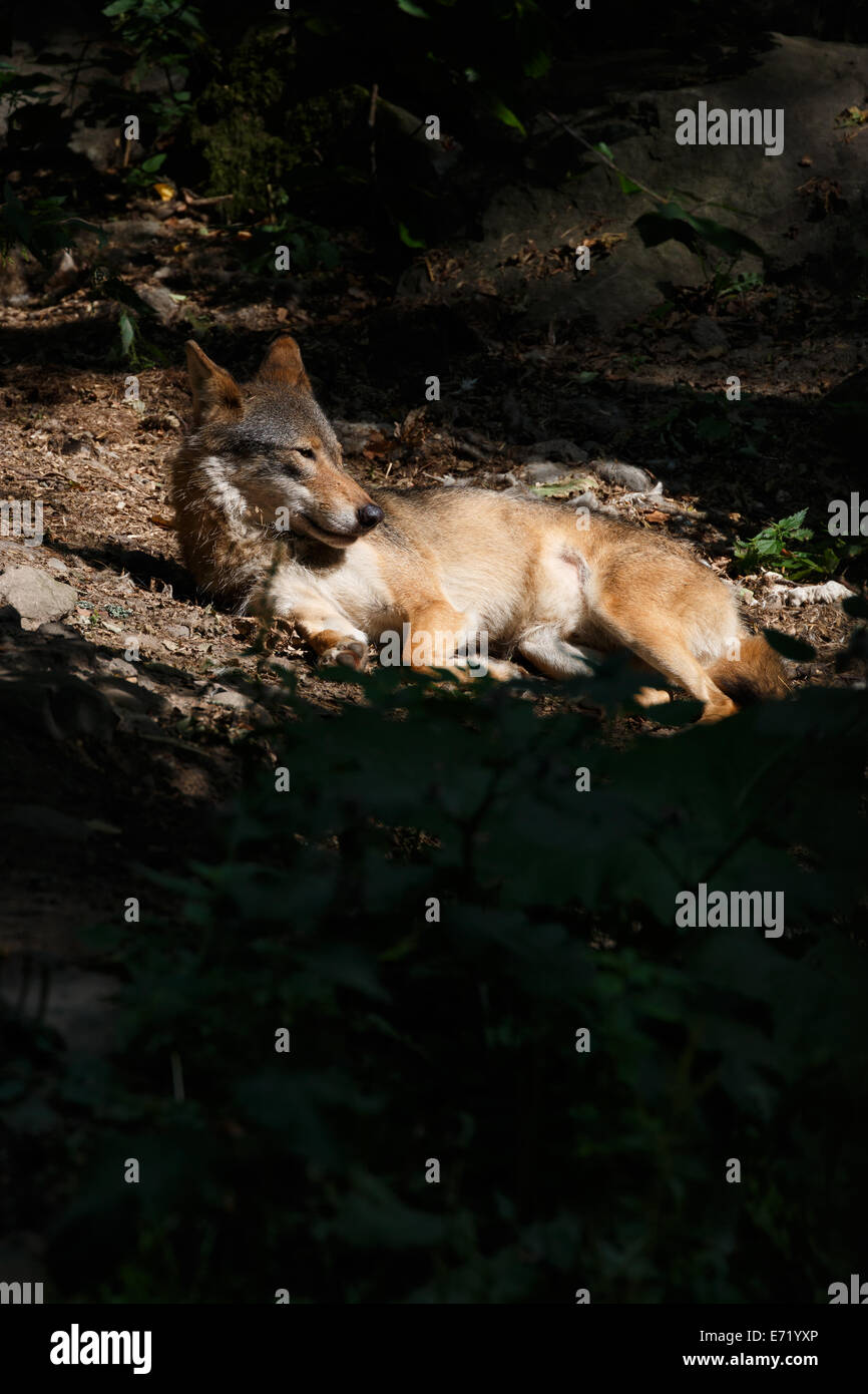 Wolf in sunray watchfully looking out Stock Photo - Alamy