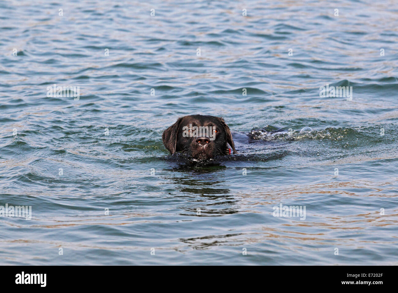 Black Labrador Retriever, dog, swimming Stock Photo - Alamy