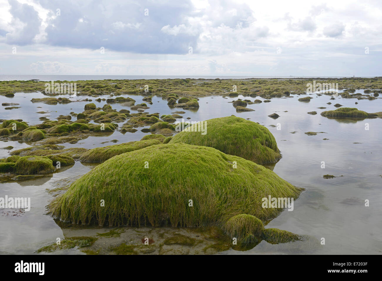 Algae mudflats hi-res stock photography and images - Alamy