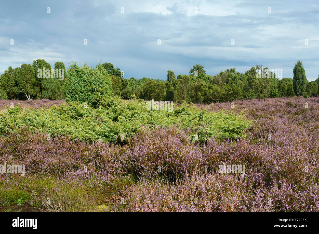 Heather bloom hi-res stock photography and images - Alamy