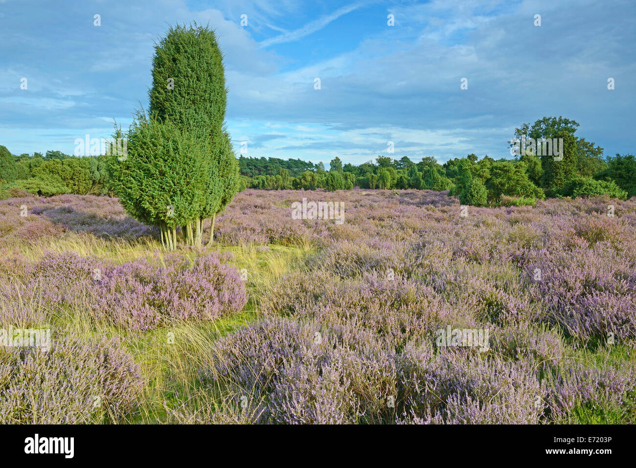 Heather bloom hi-res stock photography and images - Alamy