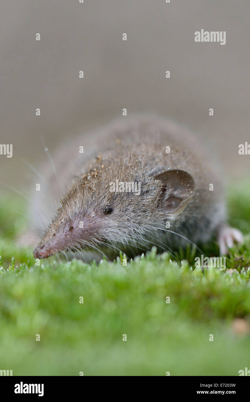 Lesser white toothed shrew crocidura suaveolens hi-res stock ...